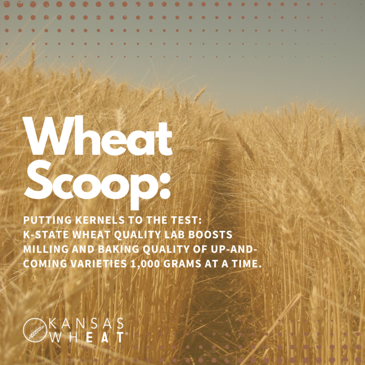 Putting Kernels to the Test | Kansas Wheat | Leaders in the adoption of ...
