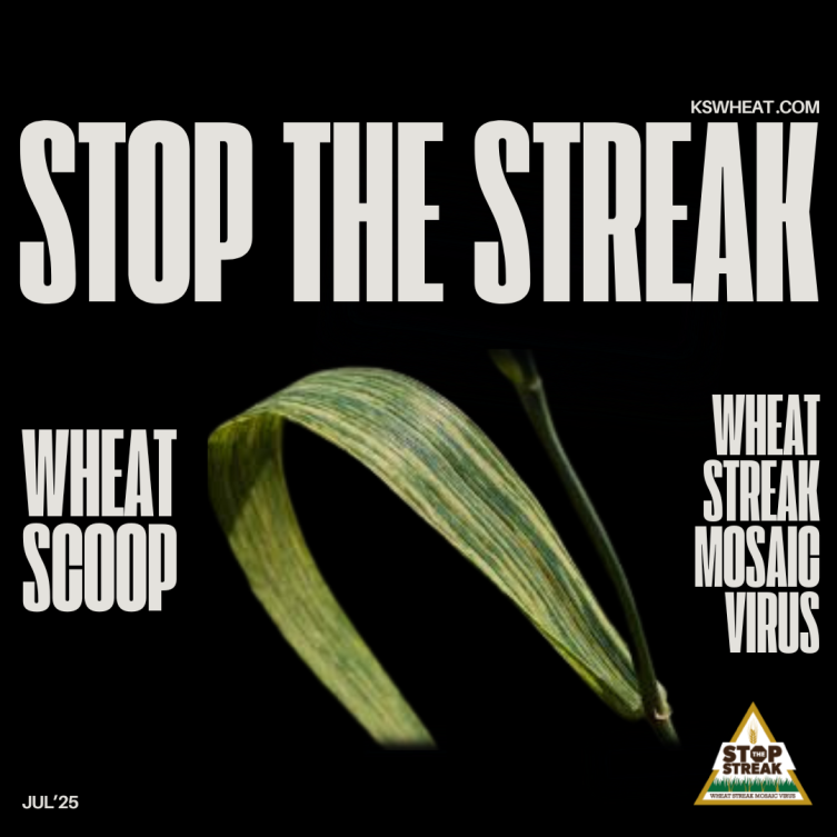 Wheat Scoop: Stop the Streak! Control volunteer wheat early and often ...
